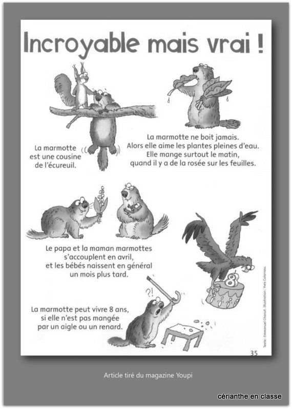 LECTURE DOCUMENTAIRE AU CP : LA MARMOTTE – Cérianthe en classe