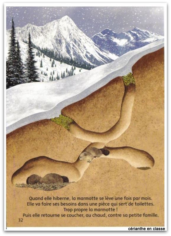LECTURE DOCUMENTAIRE AU CP : LA MARMOTTE – Cérianthe en classe