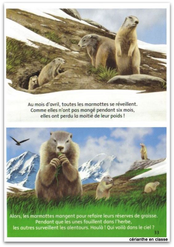 LECTURE DOCUMENTAIRE AU CP : LA MARMOTTE – Cérianthe en classe