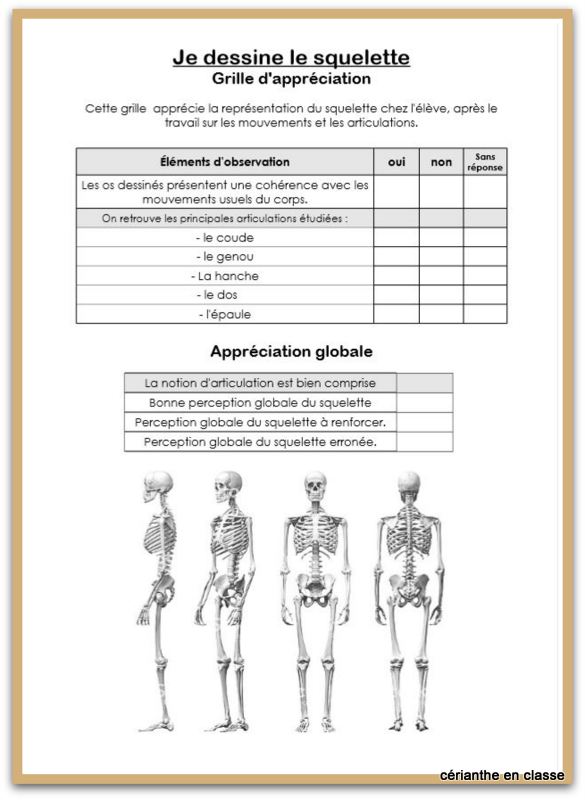 DES ARTICULATIONS AU SQUELETTE AU CP – Cérianthe en classe