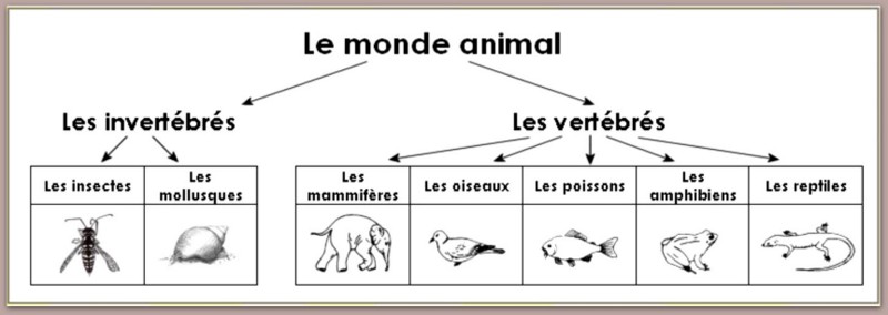 CLASSIFICATION DES ANIMAUX AU CE1 – Cérianthe en classe