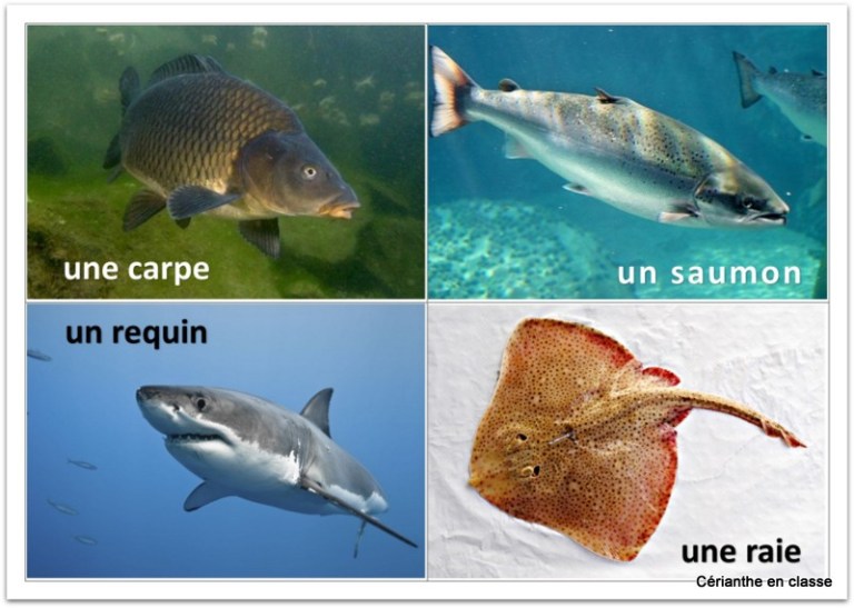 CLASSIFICATION DES ANIMAUX AU CE1 – Cérianthe en classe