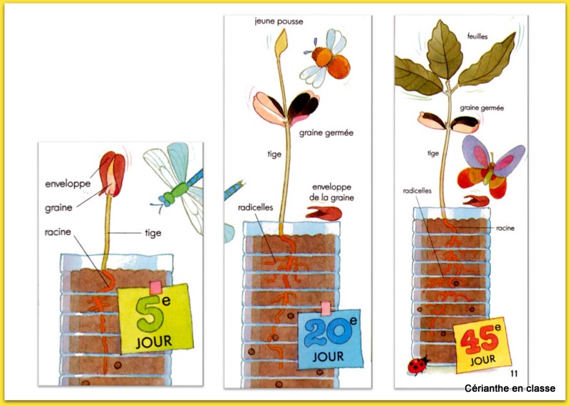 COMMENT FAIRE POUSSER UN ARBRE AU CE1 – Cérianthe en classe