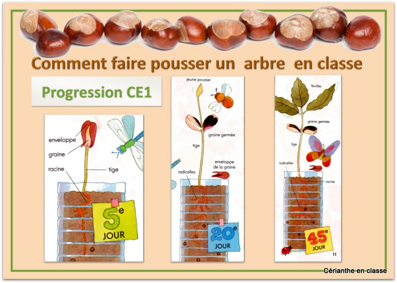 COMMENT FAIRE POUSSER UN ARBRE AU CE1 – Cérianthe en classe