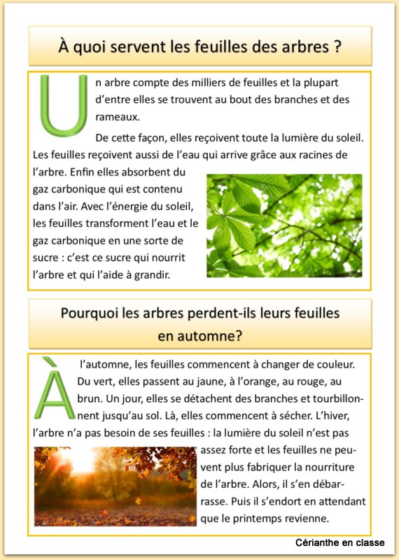 ACTIVITÉS SUR LE THÈME DE L’ARBRE AU CE1 – Cérianthe en classe