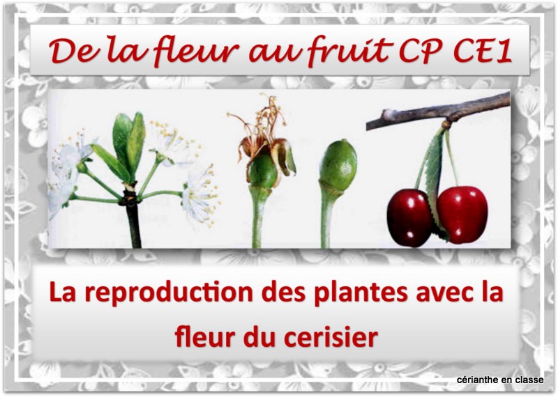 Cérianthe en classe – partage d'idées et de ressources pour le CP et le CE1